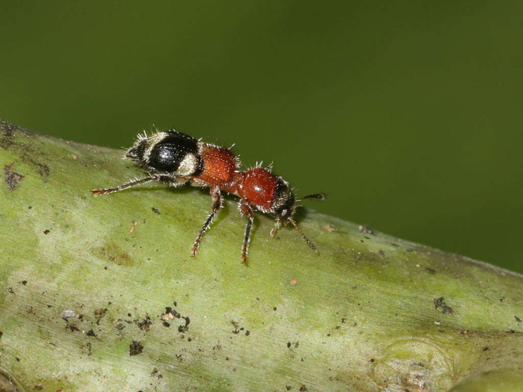 Tillicera cleroides from Ban Song Pe Nong, Kaeng Krachan, อำเภอแก่ง ...