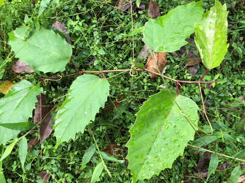 Kangaroo Vine (Logan RE 12.8.8 Flora) · iNaturalist