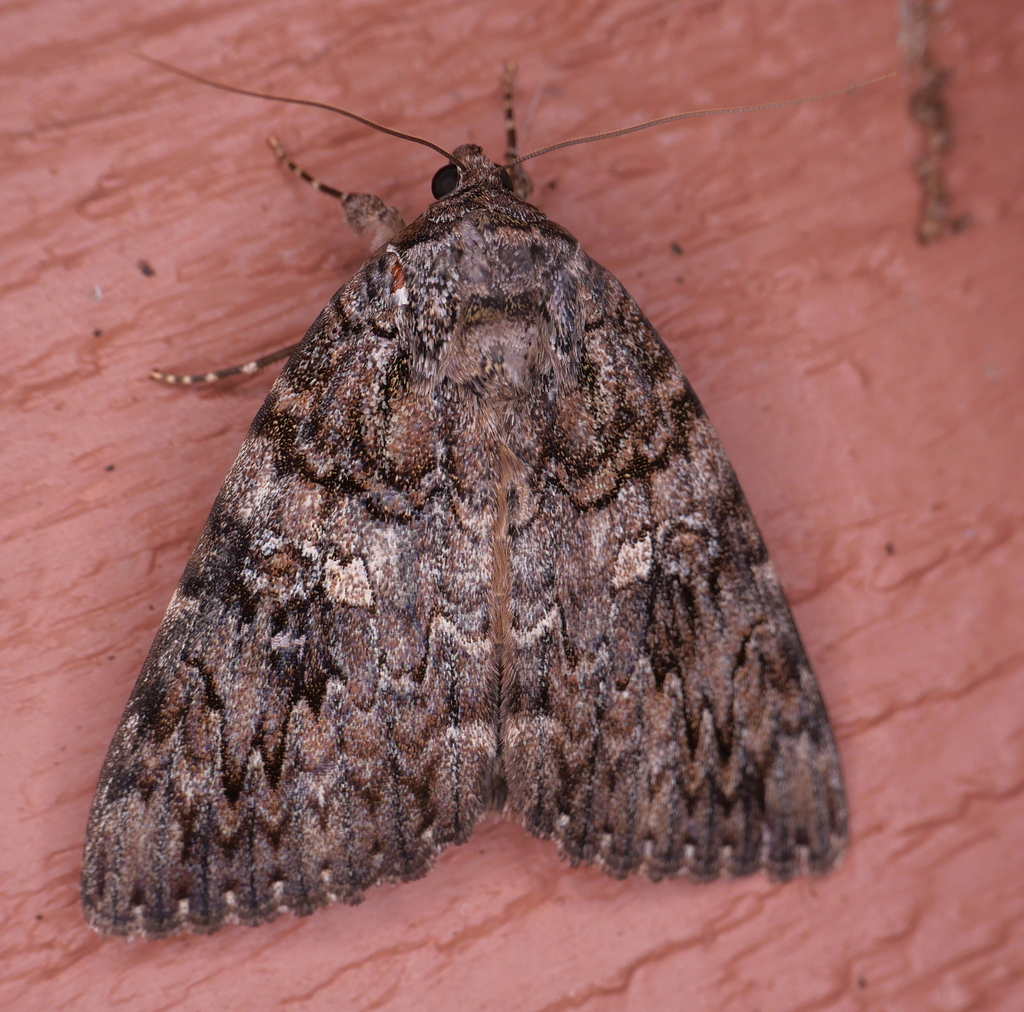 Ilia and Umber Underwings from Residence, Pecan Lake, Lake Jackson, TX ...