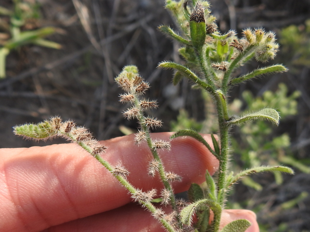 Pick Me Nots from Brooks County, TX, USA on May 09, 2021 at 06:23 PM by ...