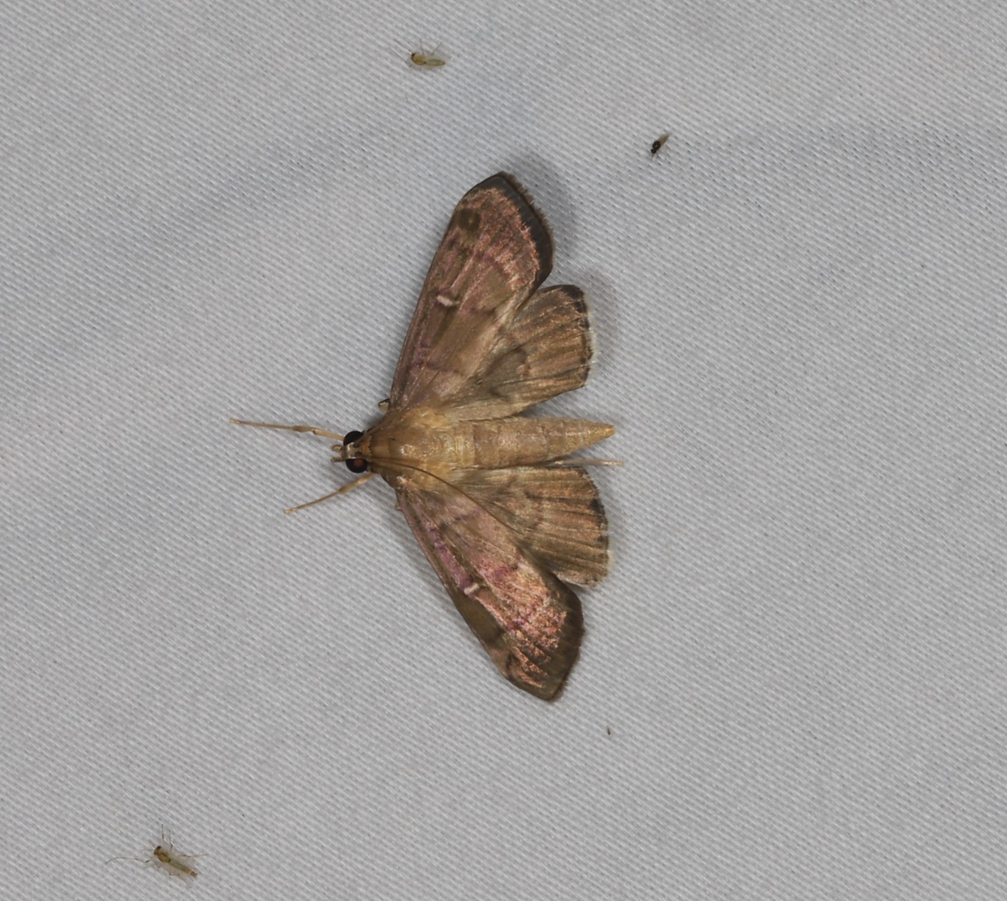 Pramadea Moore, 1888