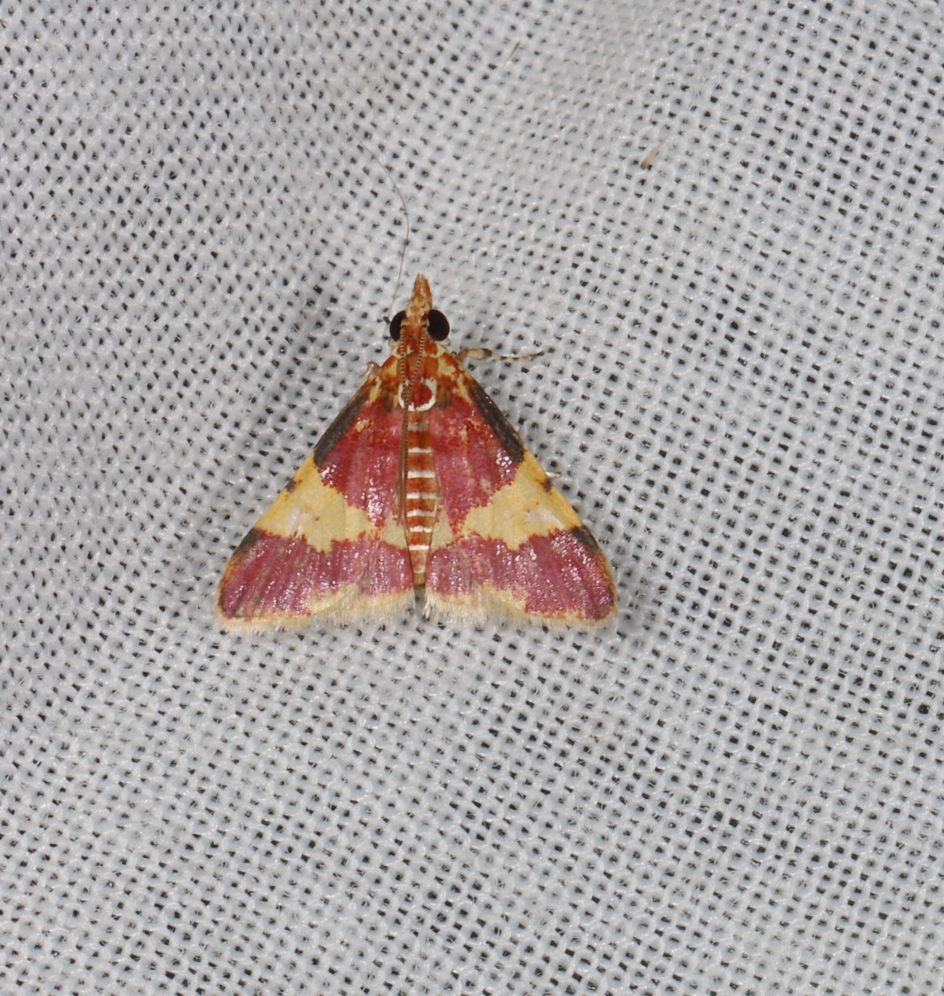 Taurometopa phoenicozona (Hampson, 1917)