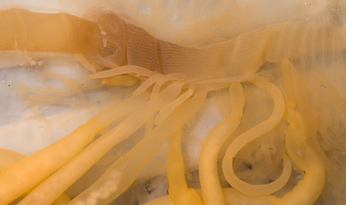 Enteroxenos parastichopoli · iNaturalist United Kingdom