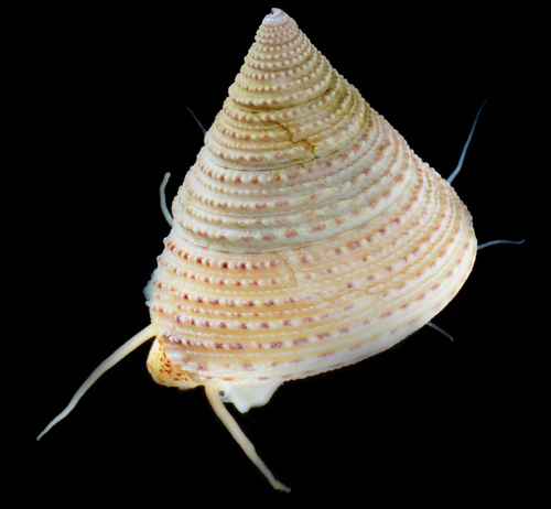 Calliostoma variegatum · iNaturalist