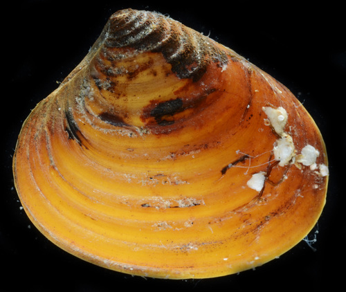 Elliptical Astarte Clam (Astarte elliptica) · iNaturalist United Kingdom
