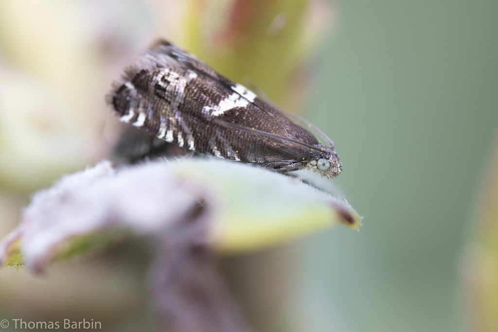 Ephippiphora lunatana from Capital, BC, Canada on May 8, 2021 at 09:53 ...
