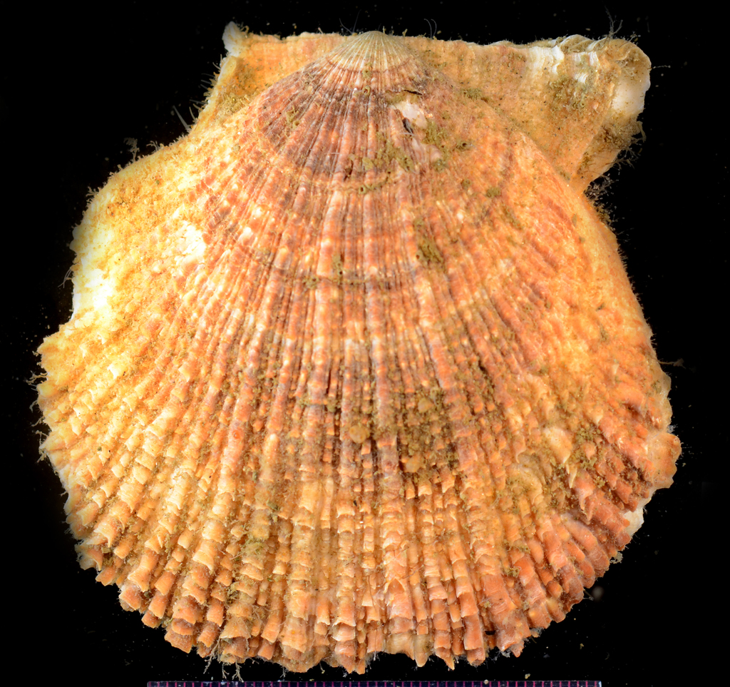 Giant Rock Scallop (China Cove Organisms) · iNaturalist