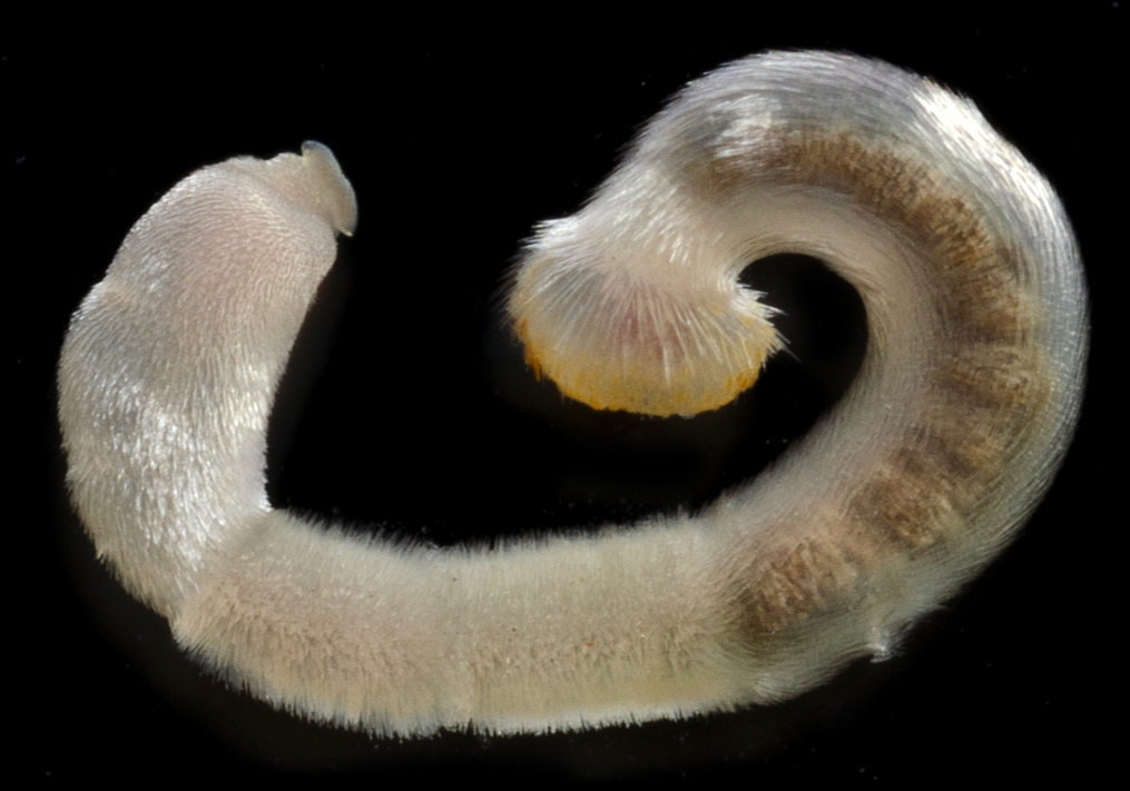 Caudofoveates (Scour project - identified species from samples ...