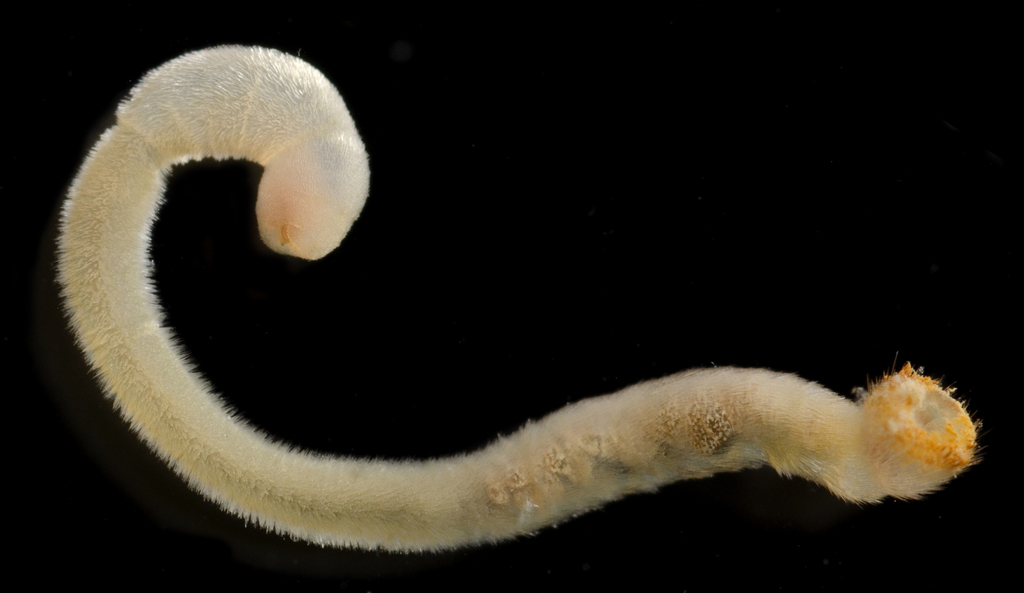 Chaetoderma argenteum from Des Moines on April 12, 2019 by smithsonian ...