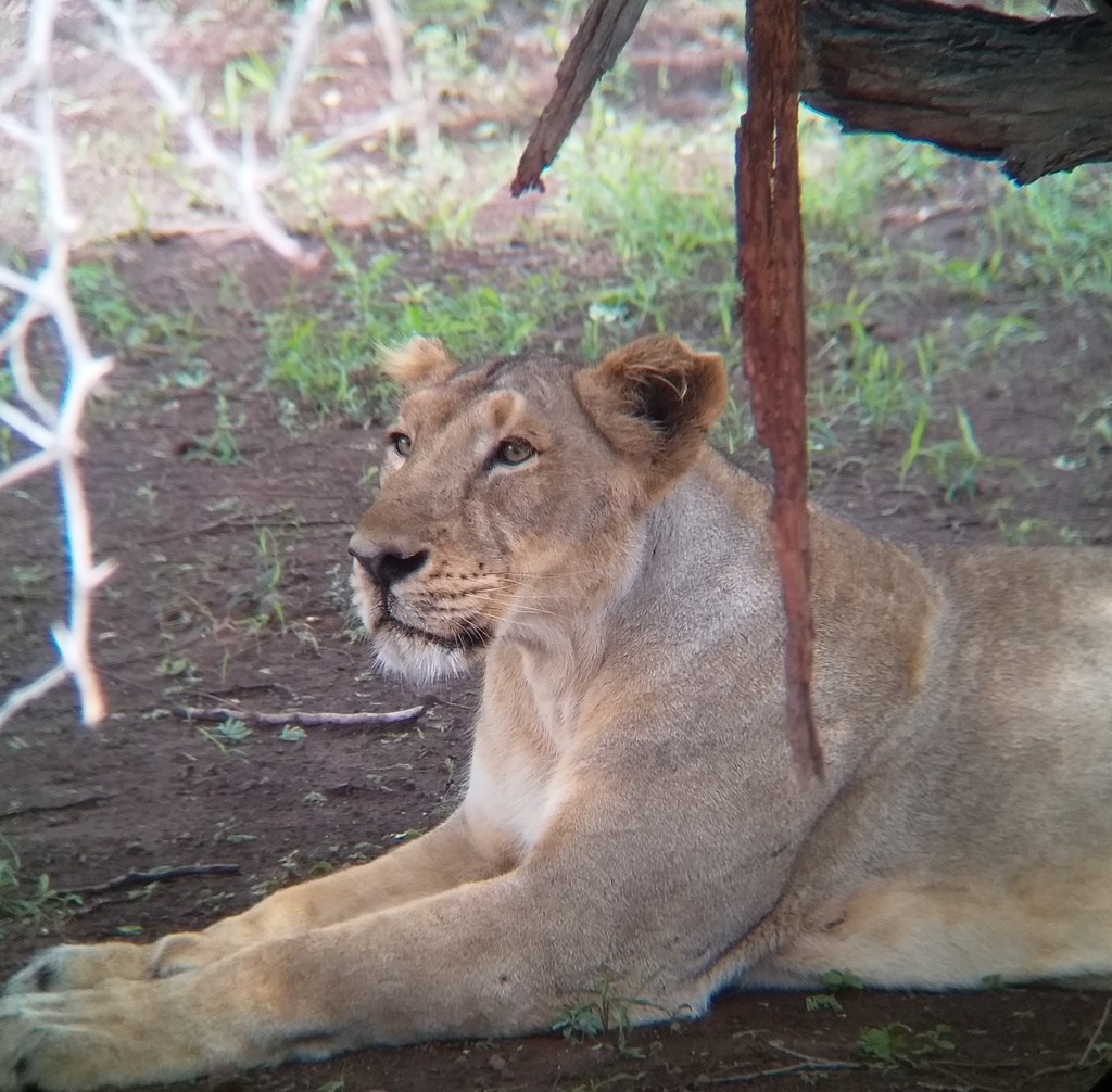 Northern Lion in July 2019 by Viral joshi · iNaturalist