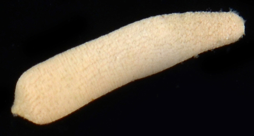 Brown Peanut Worm (Golfingia vulgaris) · iNaturalist