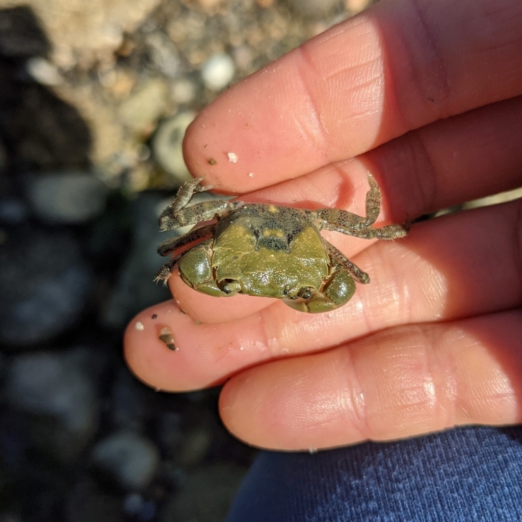 Yellow Shore Crab from West Vancouver, BC, Canada on May 13, 2021 at 05 ...