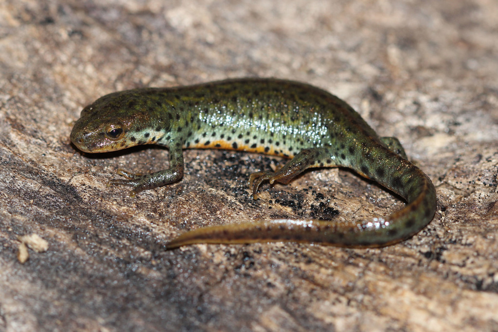 Black-spotted Newt in May 2021 by Drew R. Davis, Ph.D.. record part of ...