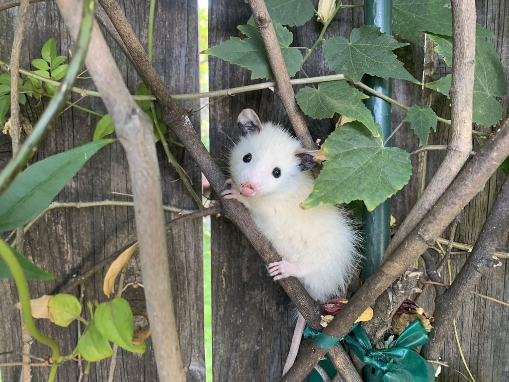 Virginia Opossum from Alaska Dr, Concord, CA, US on May 14, 2021 at 07: ...
