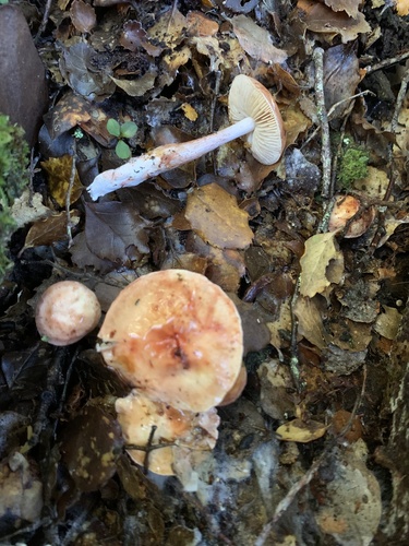 Cortinarius periclymenus · iNaturalist Ecuador