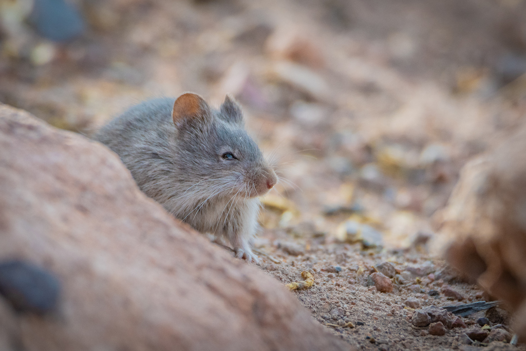 Andean Altiplano Mouse from Tamarugal, Tarapacá, Chile on November 9 ...