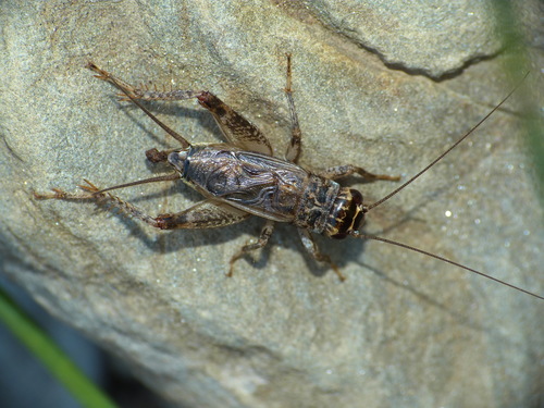 Observations by luigilenzini · iNaturalist