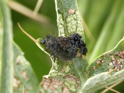 Observations by luigilenzini · iNaturalist