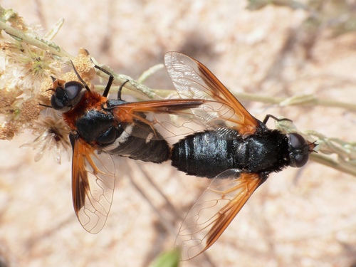 Observations by luigilenzini · iNaturalist