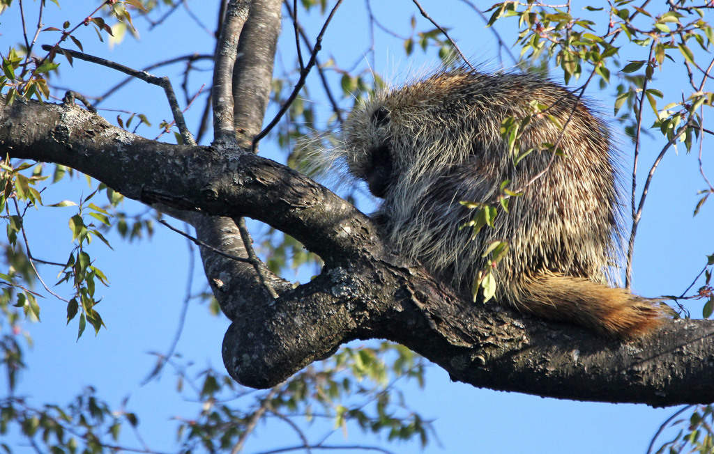 North American Porcupine from McKean County, PA, USA on May 13, 2021 at ...
