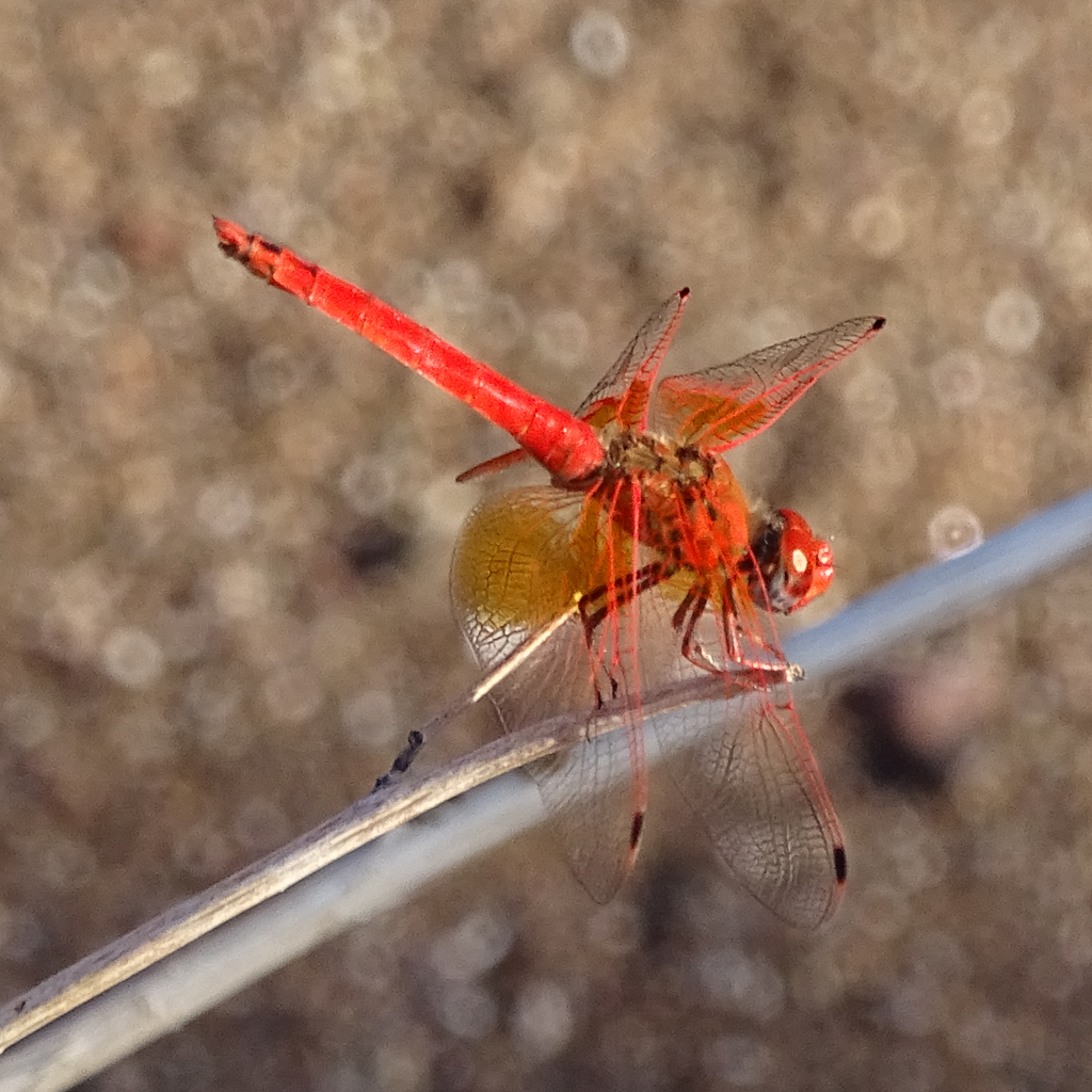 Orange-winged Dropwing from Palmwag area, Kunene Region, Namibia on May ...
