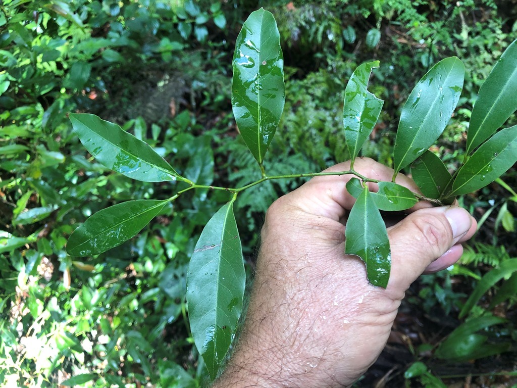 Cryptocarya bidwillii Meisn.
