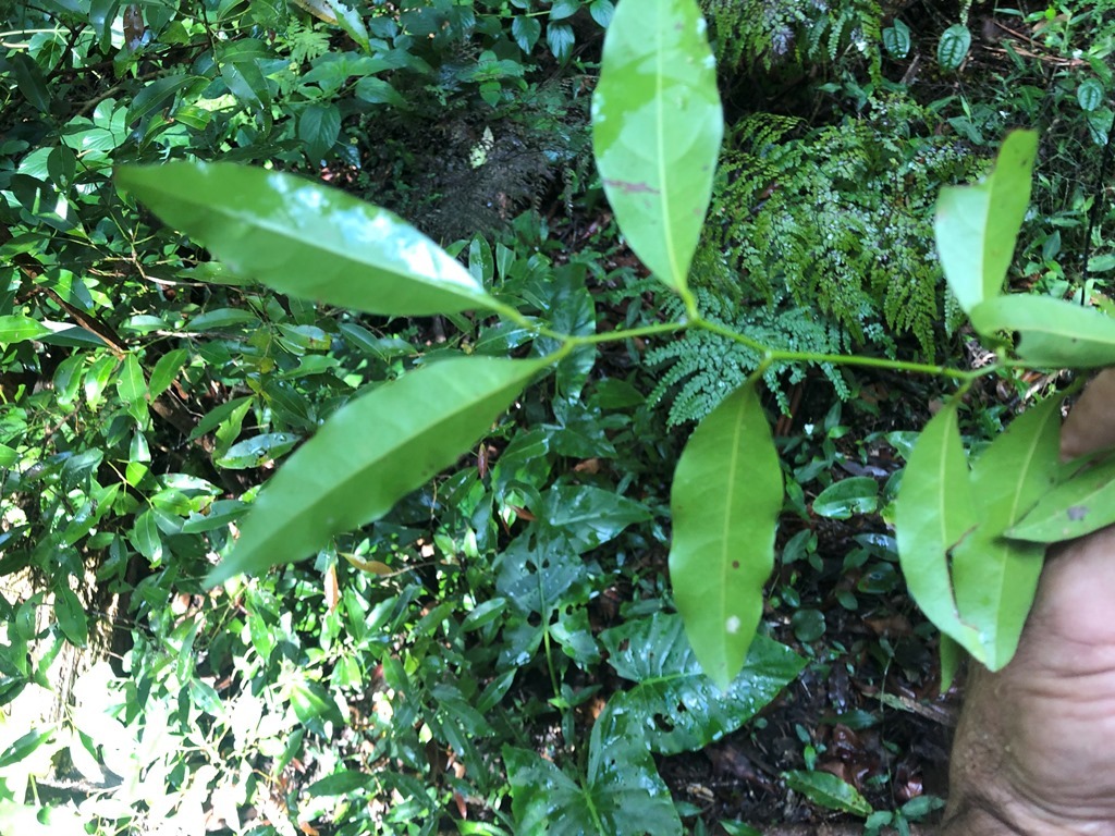 Cryptocarya bidwillii Meisn.