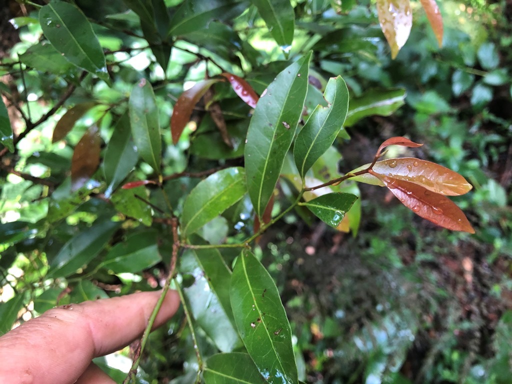 Cryptocarya bidwillii Meisn.