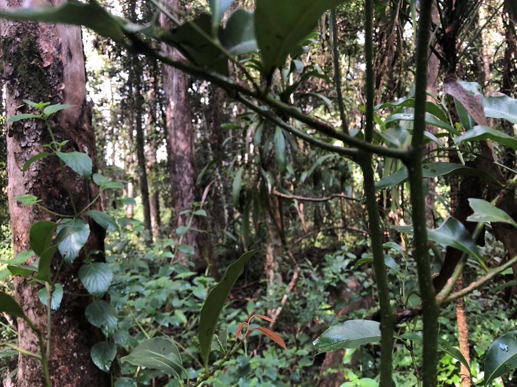 Cryptocarya bidwillii Meisn.
