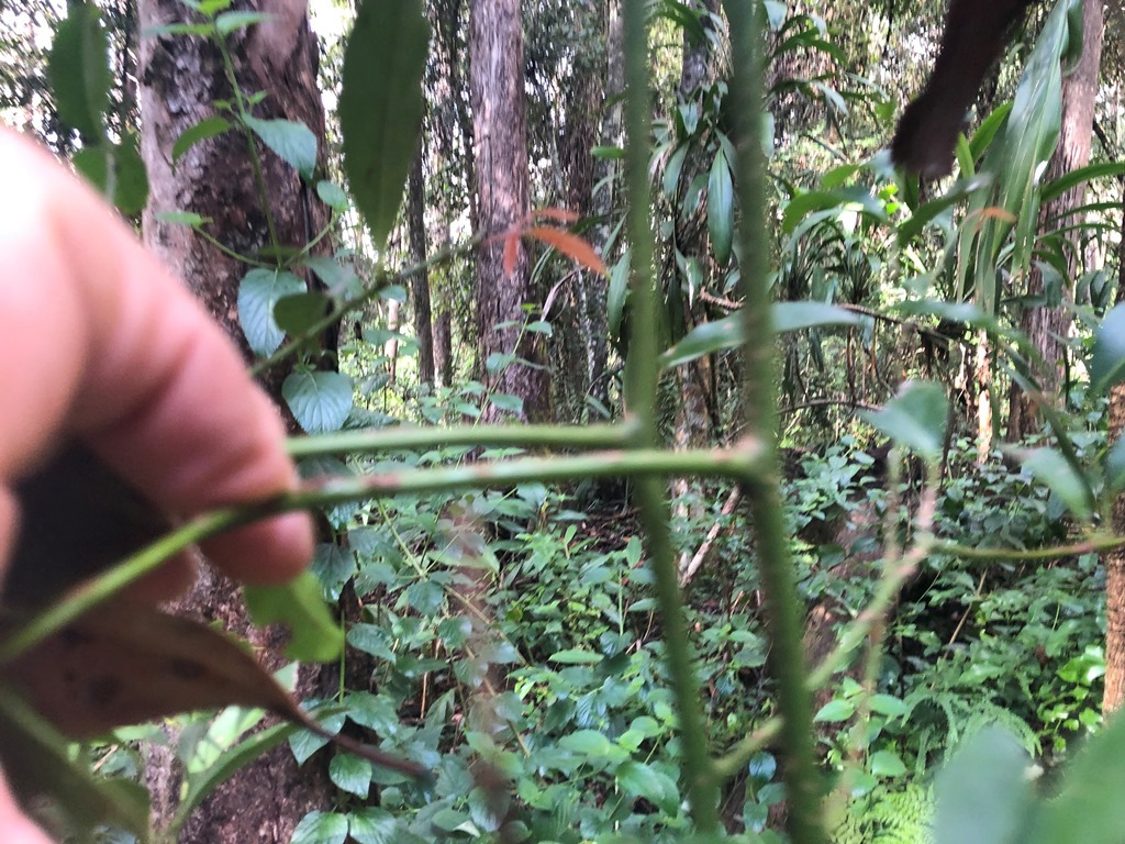 Cryptocarya bidwillii Meisn.