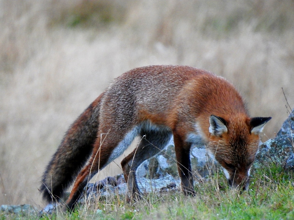 Red Fox from Mila NSW 2632, Australia on May 15, 2021 at 04:58 PM by ...