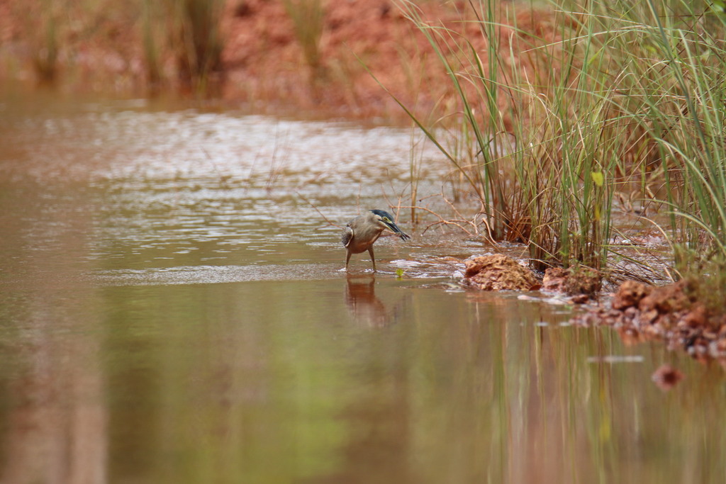 Cape York Striated Heron from Mission River QLD 4874, Australia on ...