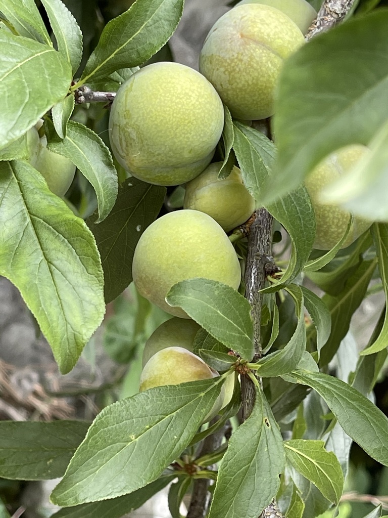 Chinese plum (Prunus salicina) - Botanical Realm