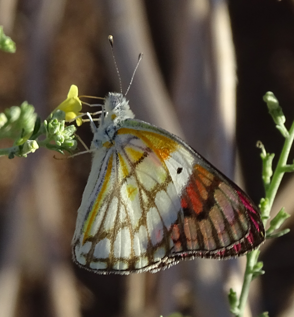 Colotis celimene pholoe from Palmwag area, Kunene Region, Namibia on ...