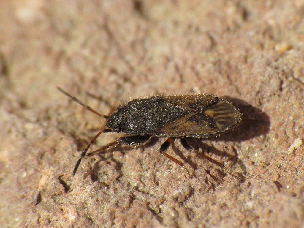 Introduced Dirt-colored Seed Bug from 18460 Yegen, Granada, Spain on ...