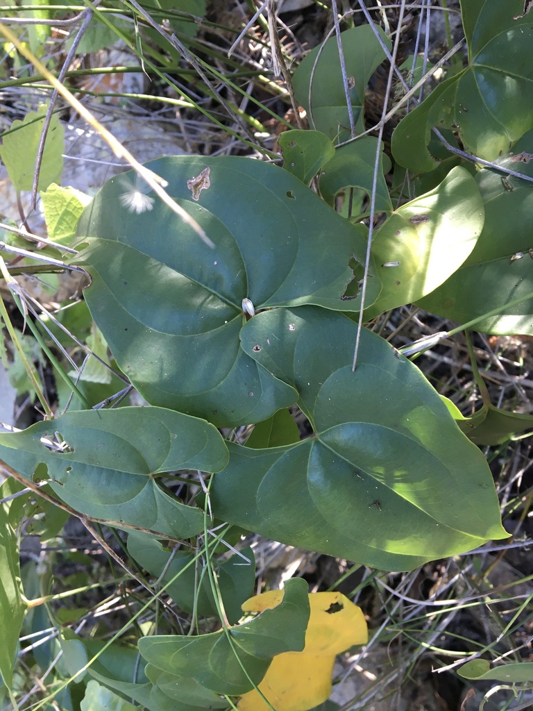 Common Yam Vine from Mulara, QLD, AU on May 15, 2021 at 01:43 PM by Geoffrey Sinclair · iNaturalist