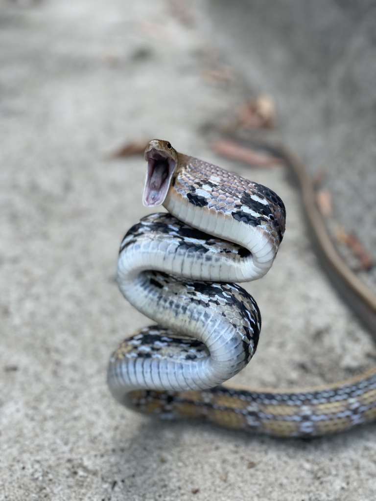 Copperhead Rat Snake in May 2021 by Lawrence Hylton · iNaturalist