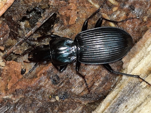 Pterostichus relictus · iNaturalist