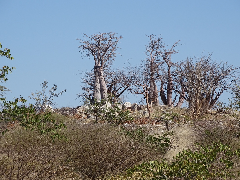 bottle tree from C40 road, Kunene Region, Namibia on May 12, 2021 at 02 ...
