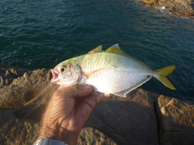Fringefin Trevally (Saltwater Fish of the Indo Pacific) · iNaturalist