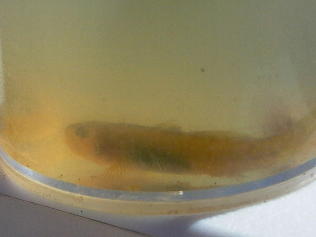 Elizabeth Springs Goby (Chlamydogobius micropterus) - Marine Life ...