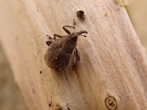Datonychus angulosus · iNaturalist