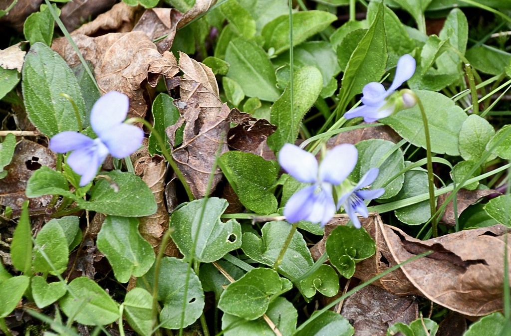 Labrador violet from Pocahontas County, WV, USA on May 14, 2021 at 12: ...