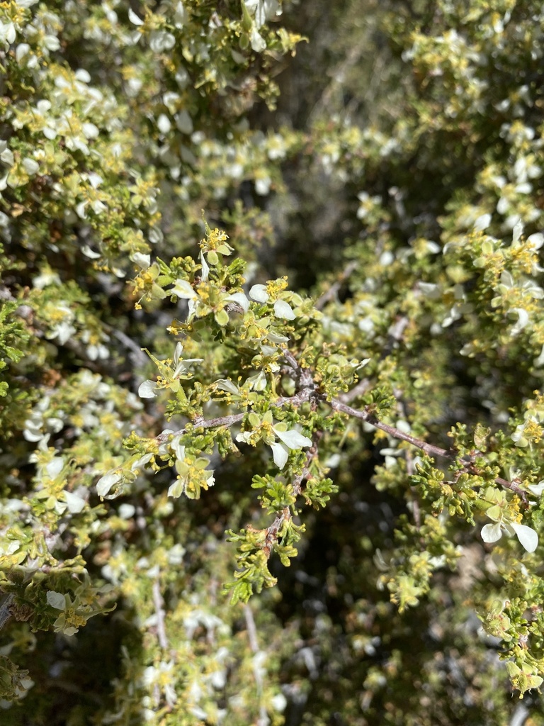 desert bitterbrush from Logan Canyon Rd, Hiko, NV, US on May 10, 2021 ...