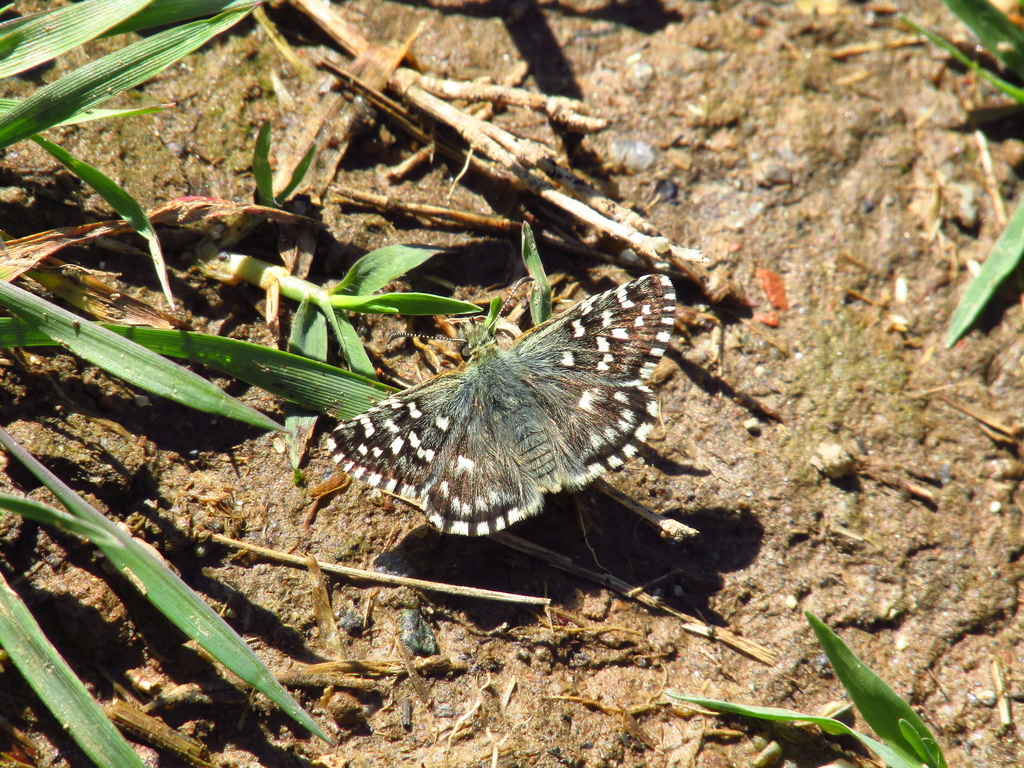 Southern Grizzled Skipper from Provincia di Como, Italia on May 13 ...