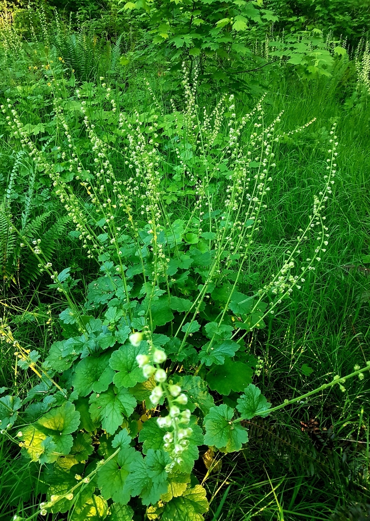 fringe cups from Burnaby Lake Regional Park on May 14, 2021 at 08:04 PM ...