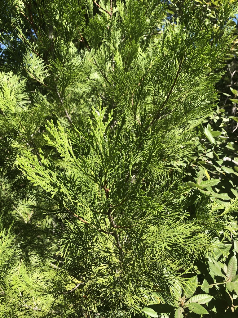 California incense-cedar from Cazadero, CA 95421, USA on May 14, 2021 ...