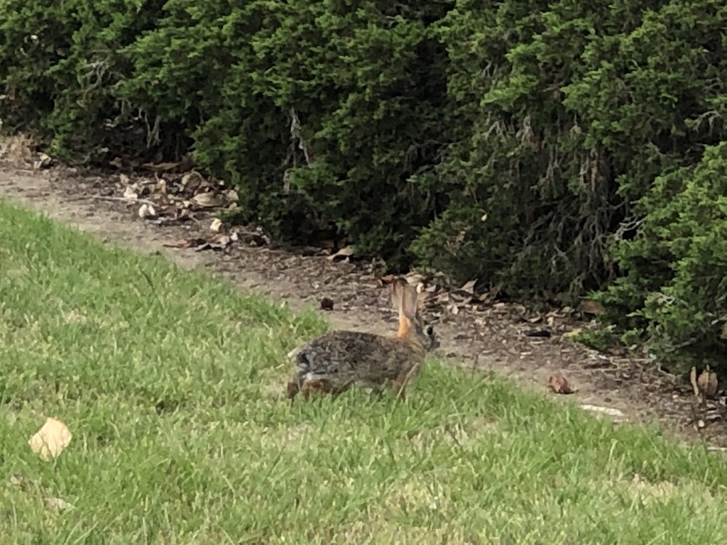 Desert Cottontail from Tecolote Canyon Natural Park and Nature Center ...