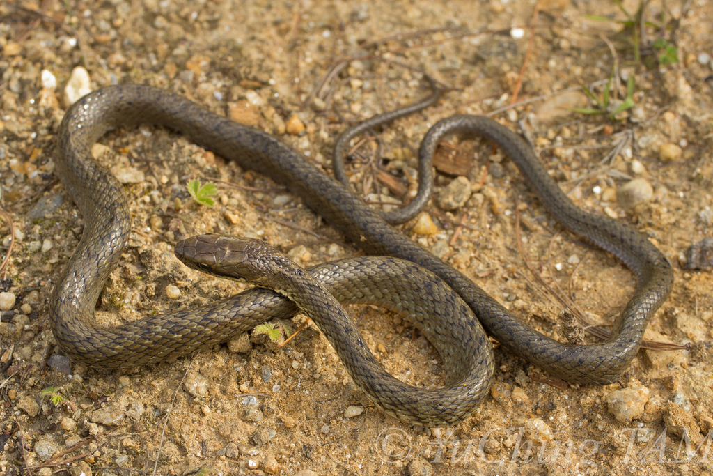 Himalayan Keelback in June 2018 by Yu Ching Tam · iNaturalist
