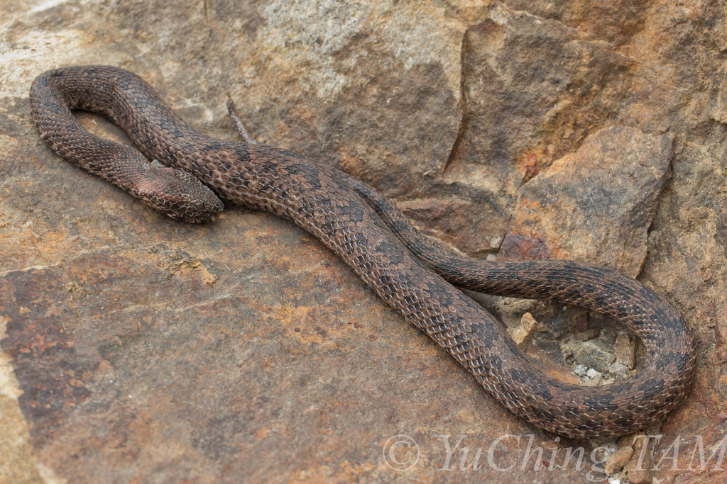 Chinese Mountain Pit Viper in June 2018 by Yu Ching Tam · iNaturalist